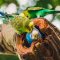 “Chirp and Chatter: Understanding the Language of Budgies” - Windy City ...