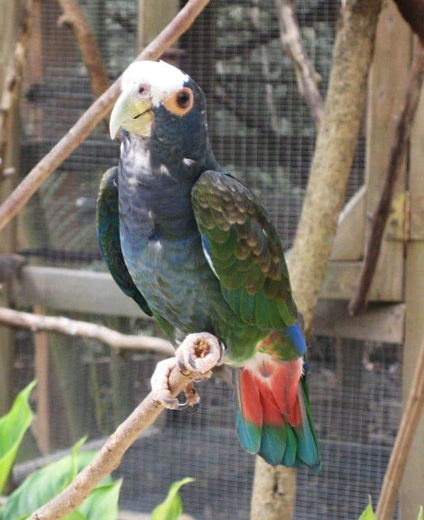 What are the Characteristics of Pionus Parrots and Their Subspecies ...