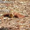 The Crazy World of Anting: Bird Behavior Purposes Explained - Windy ...