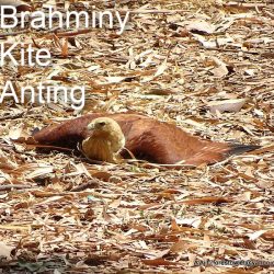 The Crazy World of Anting: Bird Behavior Purposes Explained - Windy ...