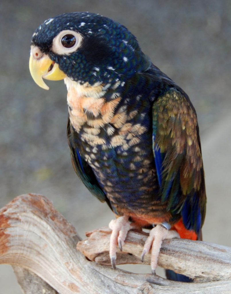 What are the Characteristics of Pionus Parrots and Their Subspecies ...
