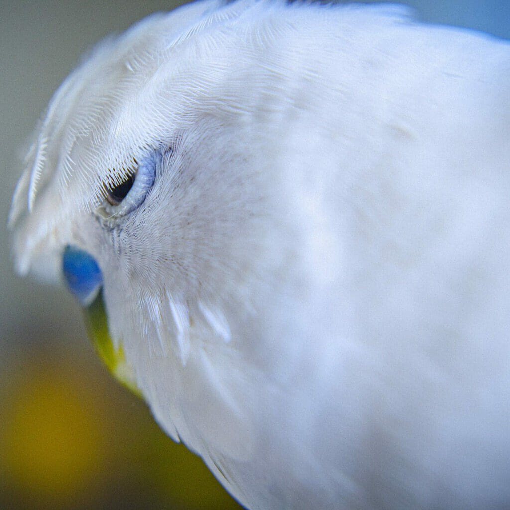 What is a Suitable Perch for a Disabled Parakeet? - Windy City Parrot