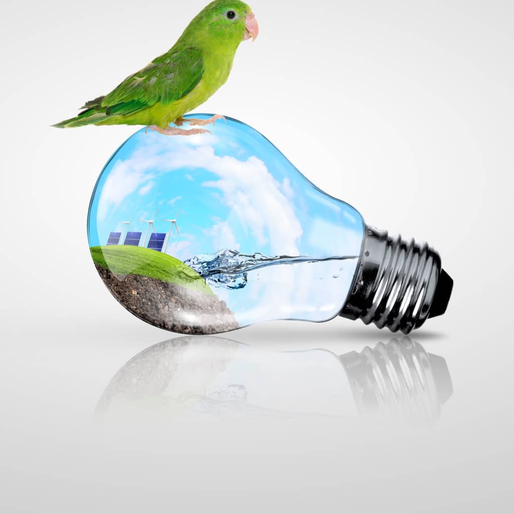 What Kind of Lighting Do You Recommend for Our Parrotlets? - Windy City ...
