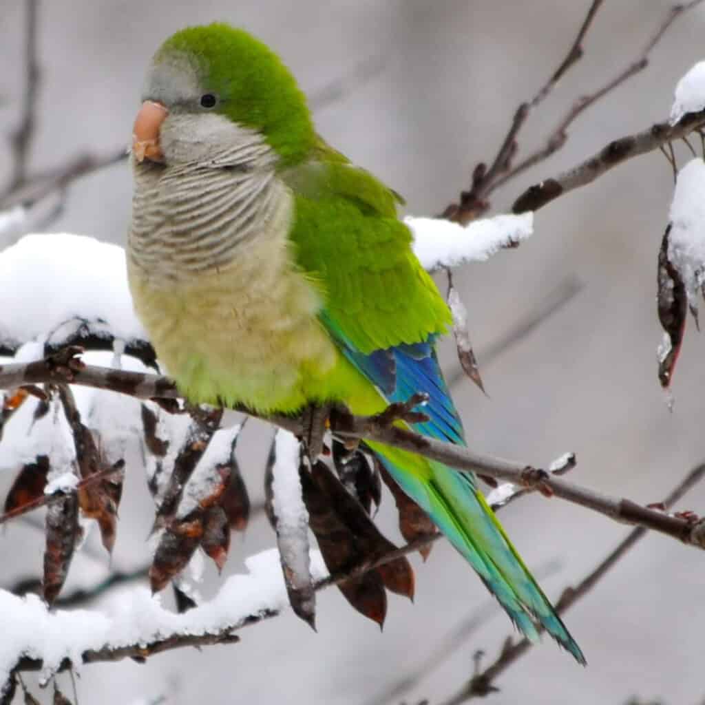 Quaker Parrot Birds: The Complete Guide to Care, Behavior, and More ...