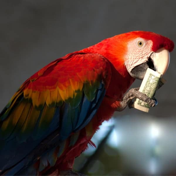 About Windy City Parrot Rewards - Windy City Parrot