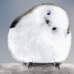 Flight of the Shima Enaga, a Japanese Bird Who Looks Like a Cotton Ball ...